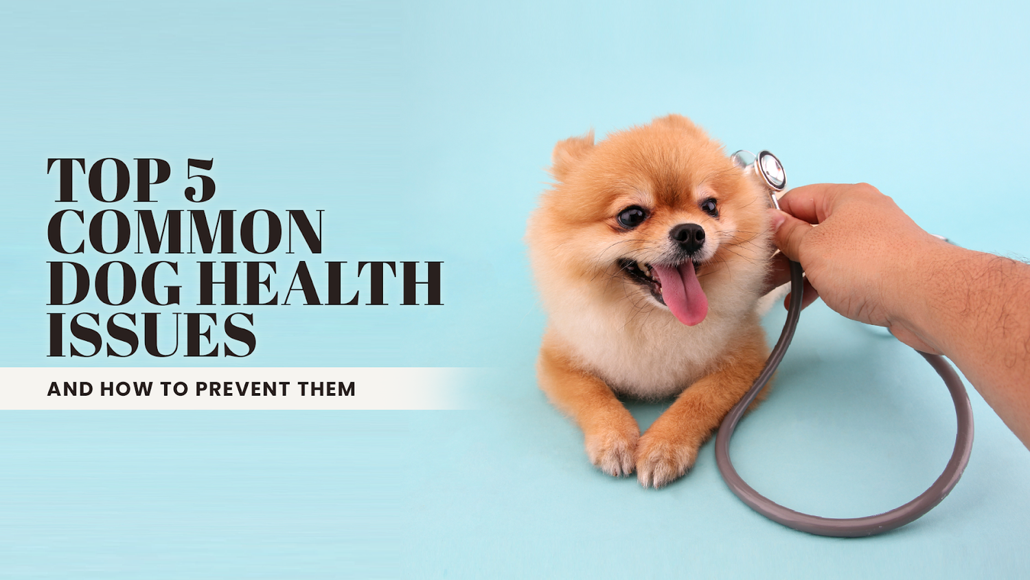 Top 5 Common Dog Health Issues and How to Prevent Them – PawzNDogz®
