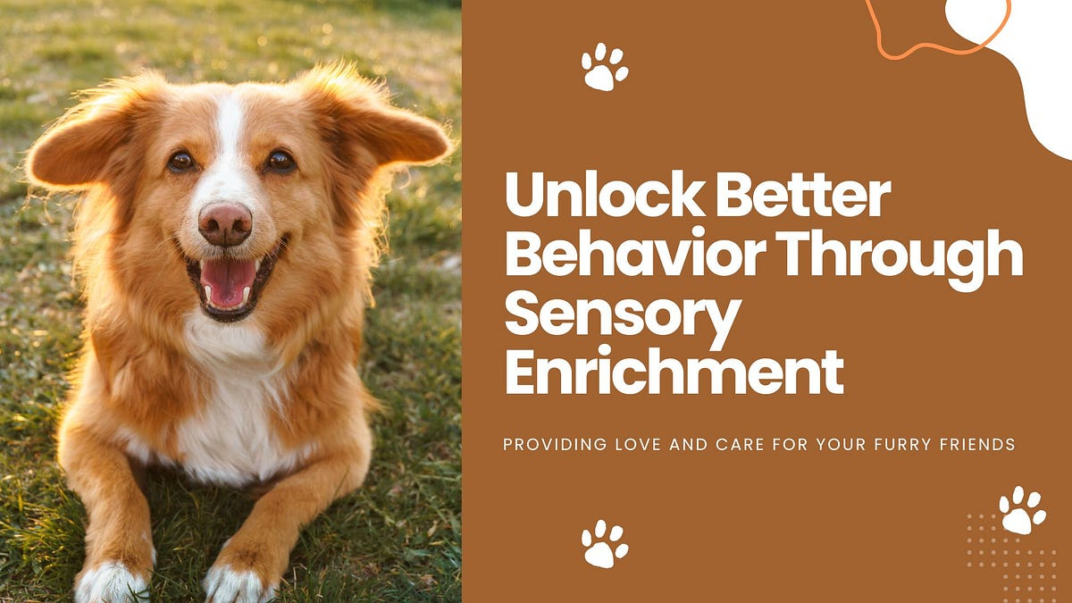 Sensory Mat for Dogs: The Best Home Upgrade for Your Pup – PawzNDogz®