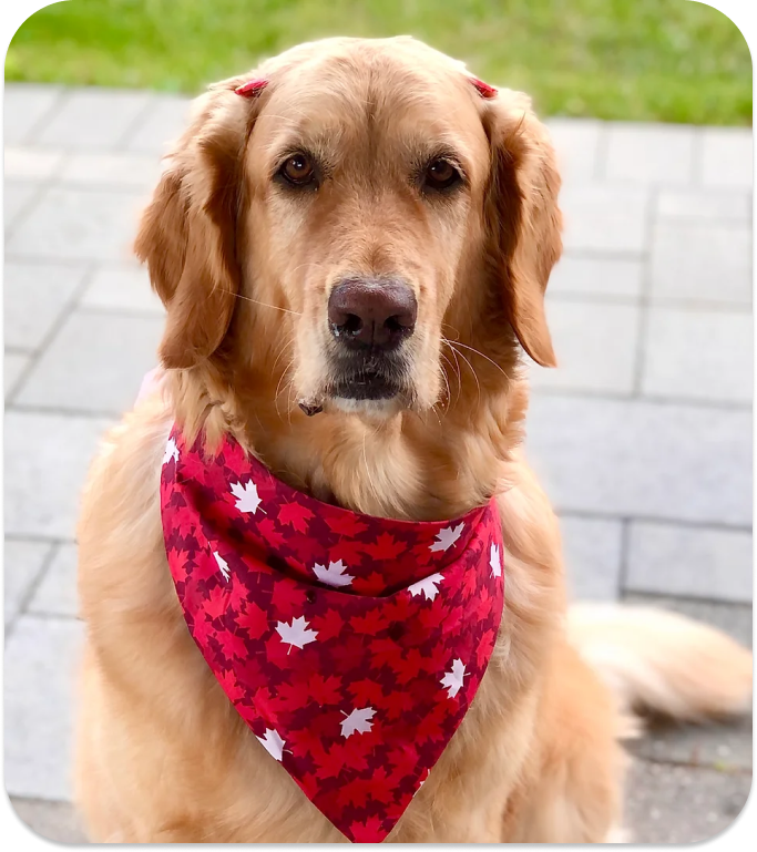 About Us | Meet PawzNDogz – Quality & Care in Every Snuffle – PawzNDogz®